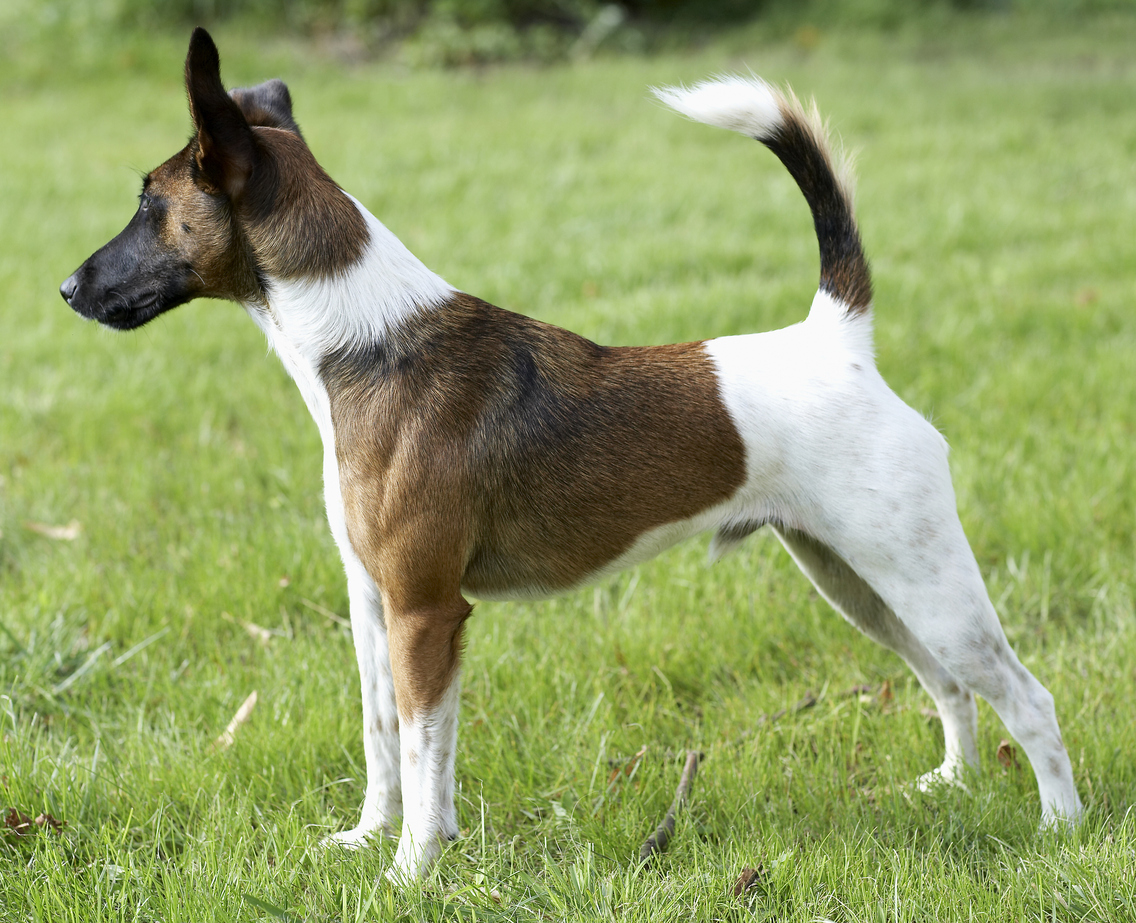 Svansens betydelse hos hundar - Toutchstone.nu